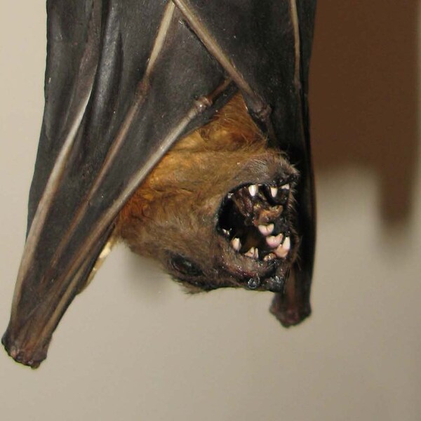 Bat Taxidermy - Etsy