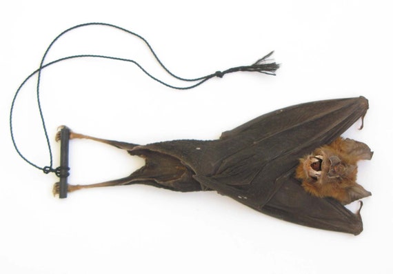 Real Giant Bat