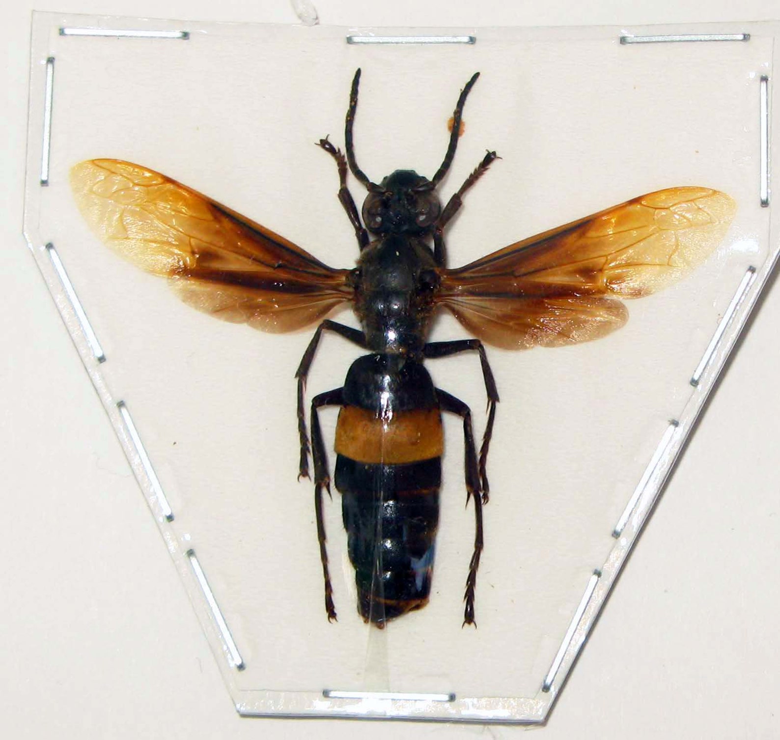 Real Giant Tropical Wasp Vespa Tropica for Insect Art and Collections ...