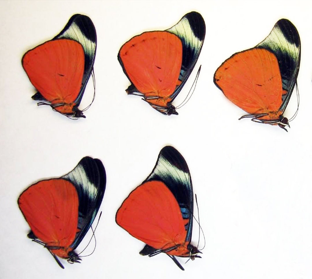 Panacea Prola (red Butterfly) 5 Pcs Wholesale for Artwork and ...