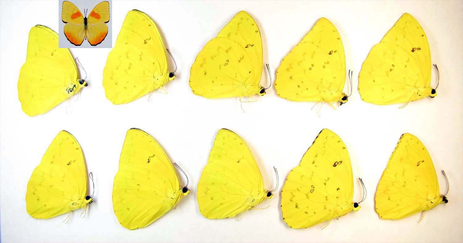 Real Yellow Butterflies