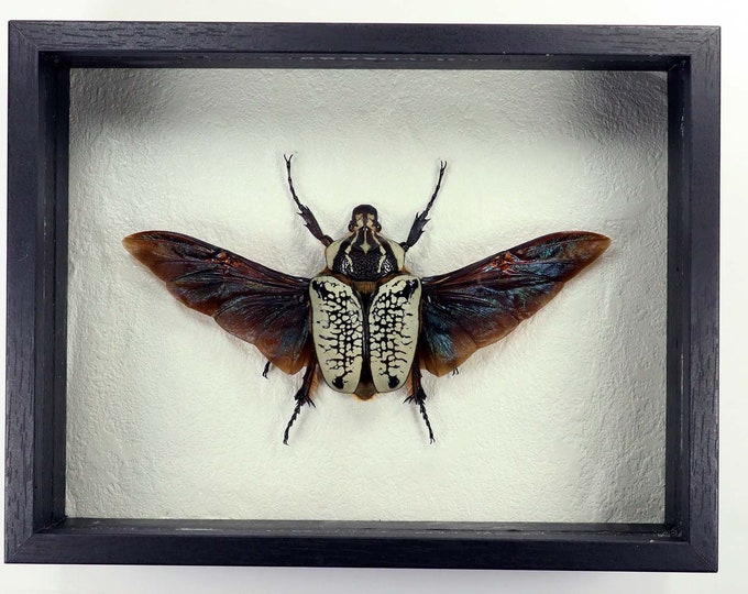 Real Giant Goliath Beetle Framed Goliathus Orientalis Female From Congo ...