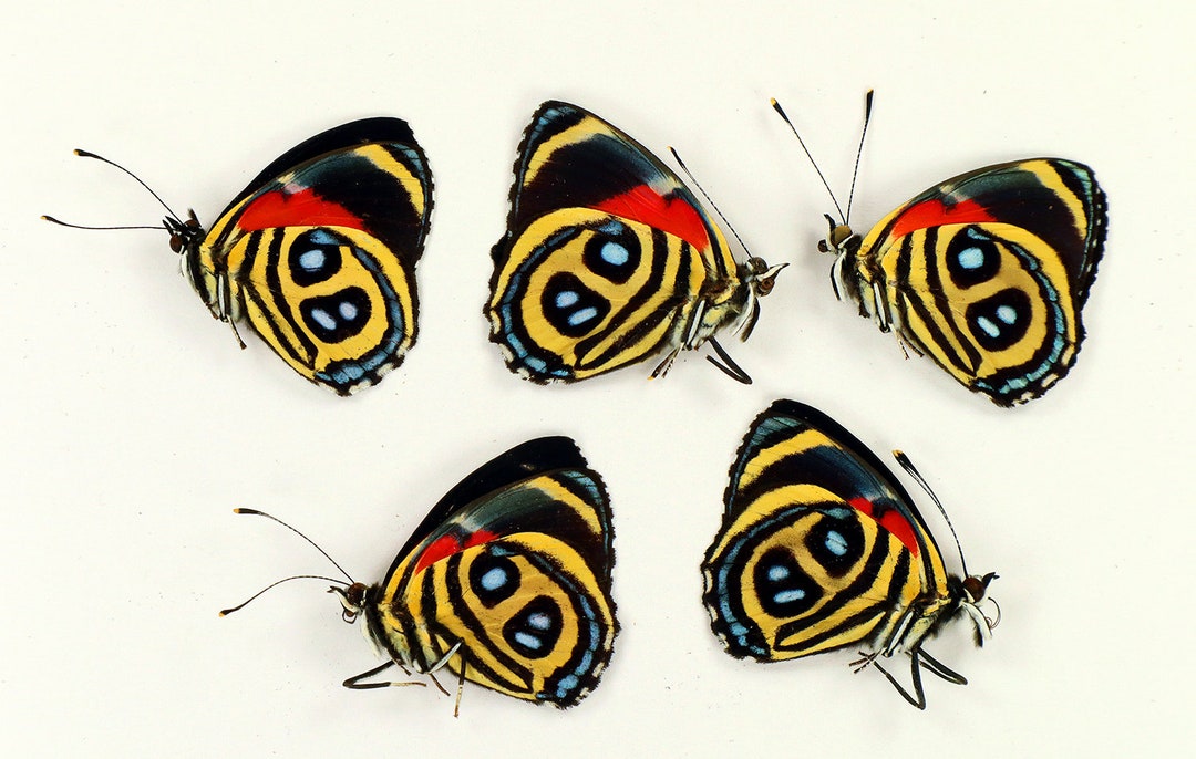 Real Small Color Butterflies Callicore Peristera Papered Unmounted 5pcs ...