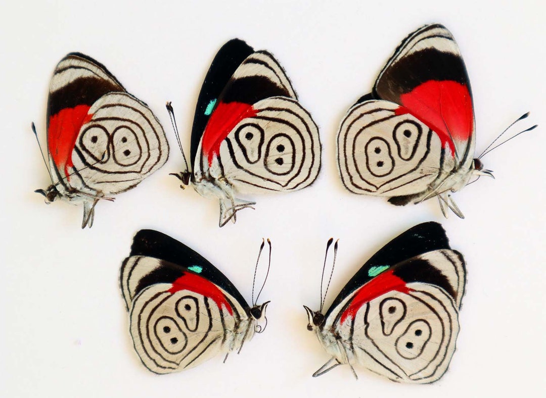 Real Butterflies Diaethria Anna Papered Unmounted 5pcs for Artwork ...