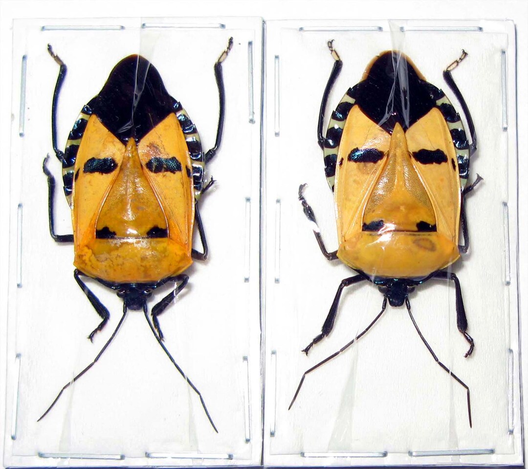 Man-faced Stink Bug Catacanthus Incarnatus 2 Pcs for Artwork and ...