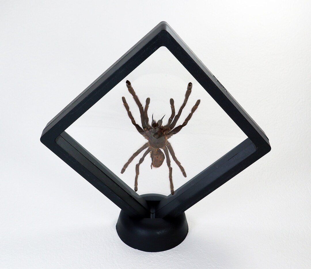 Real Giant Spider Tarantula Eurypelma Spinicrus in 3D Frame Unusual ...