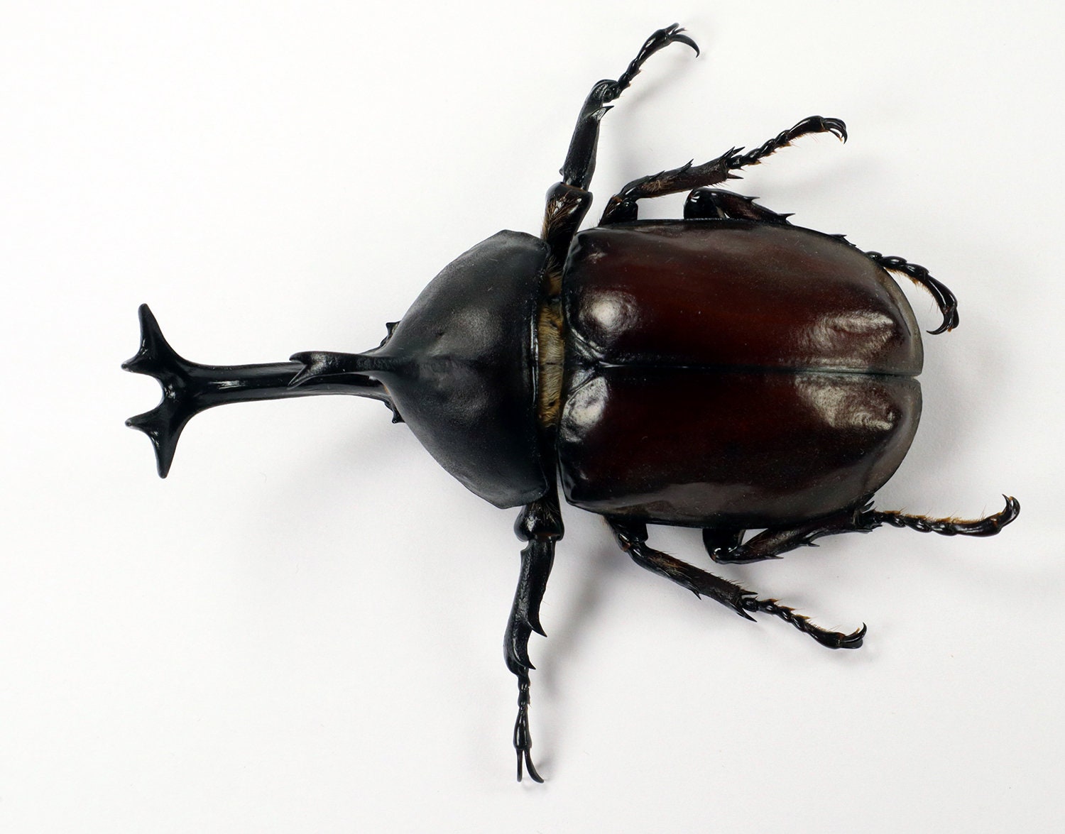 Japanese Horned Beetle