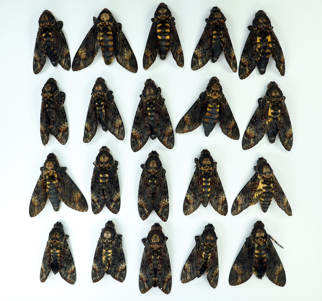 20pcs A males and Females Real Deaths Head Hawk Moth Acherontia Atropos ...