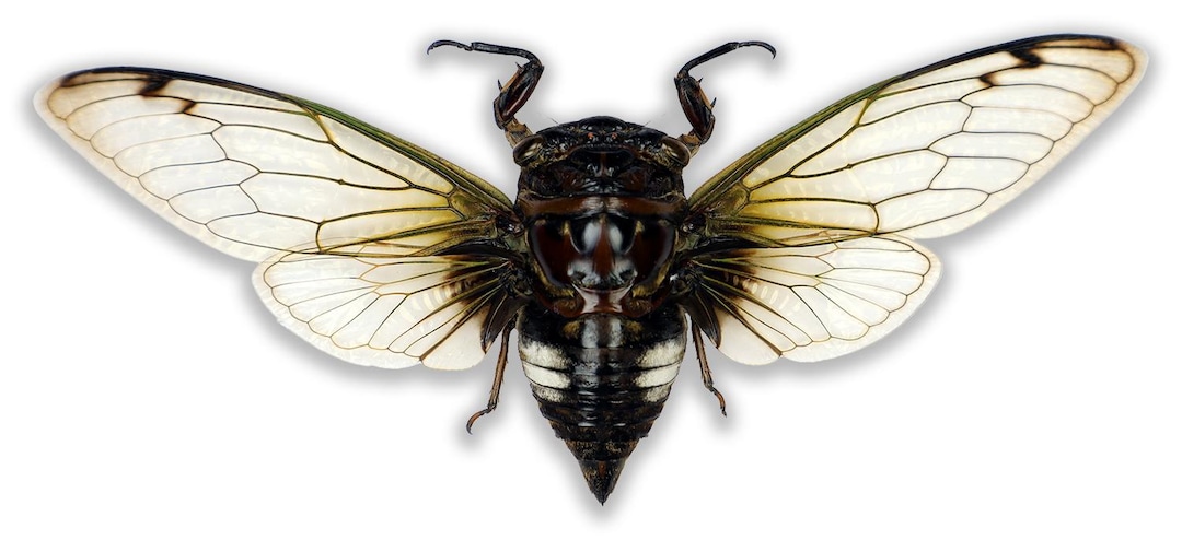Real Spread Giant Cicada Cryptotympana Acuta for Artwork and ...