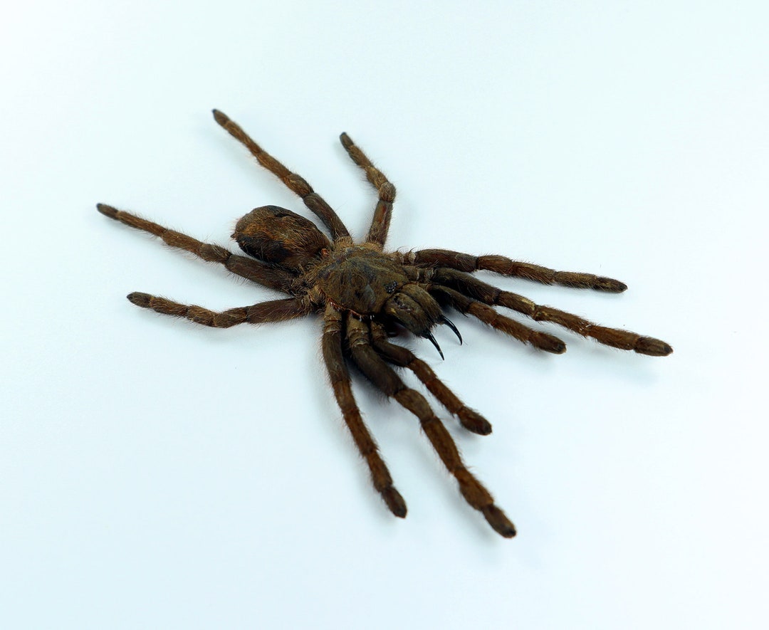 Real Giant Spider Tarantula Selenocosmia Javanensis With Spread Legs ...