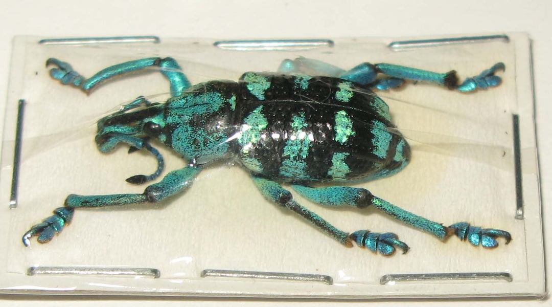 Two Beautiful Blue Weevils Beetles Eupholius Chevrolati and - Etsy
