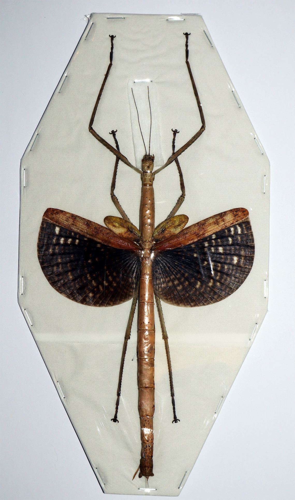 Real Giant Stick Insect Anchiale Buruense 150mm Black Wings - Etsy