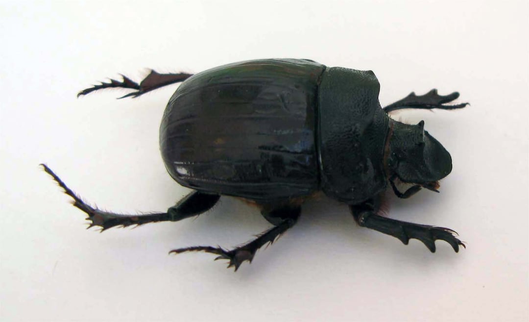 Real Giant Scarab Beetle Heliocopris Hamadryas 40+mm From Cameroon for ...