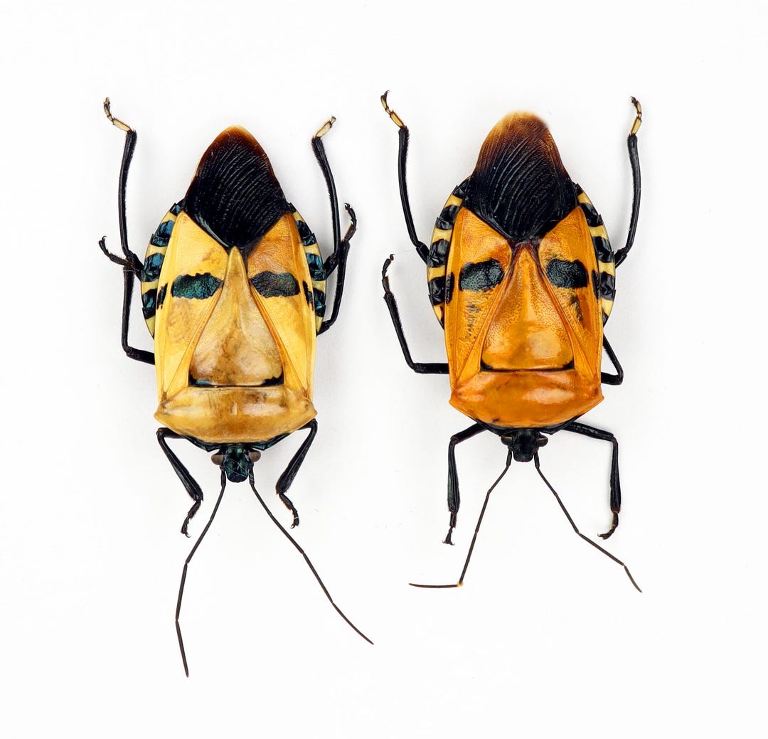 Man-faced Stink Bug Catacanthus Incarnatus 20 Pcs for Artwork and ...