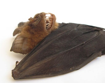 Hanging Bat Taxidermy - Etsy