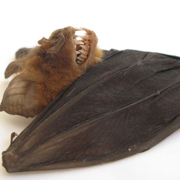 Taxidermy Bat - Etsy