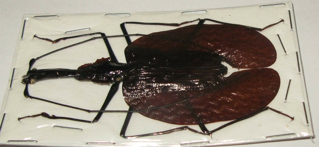 Mormolyce Phyllodes 80+mm Violin Guitar Beetle for Artwork and ...