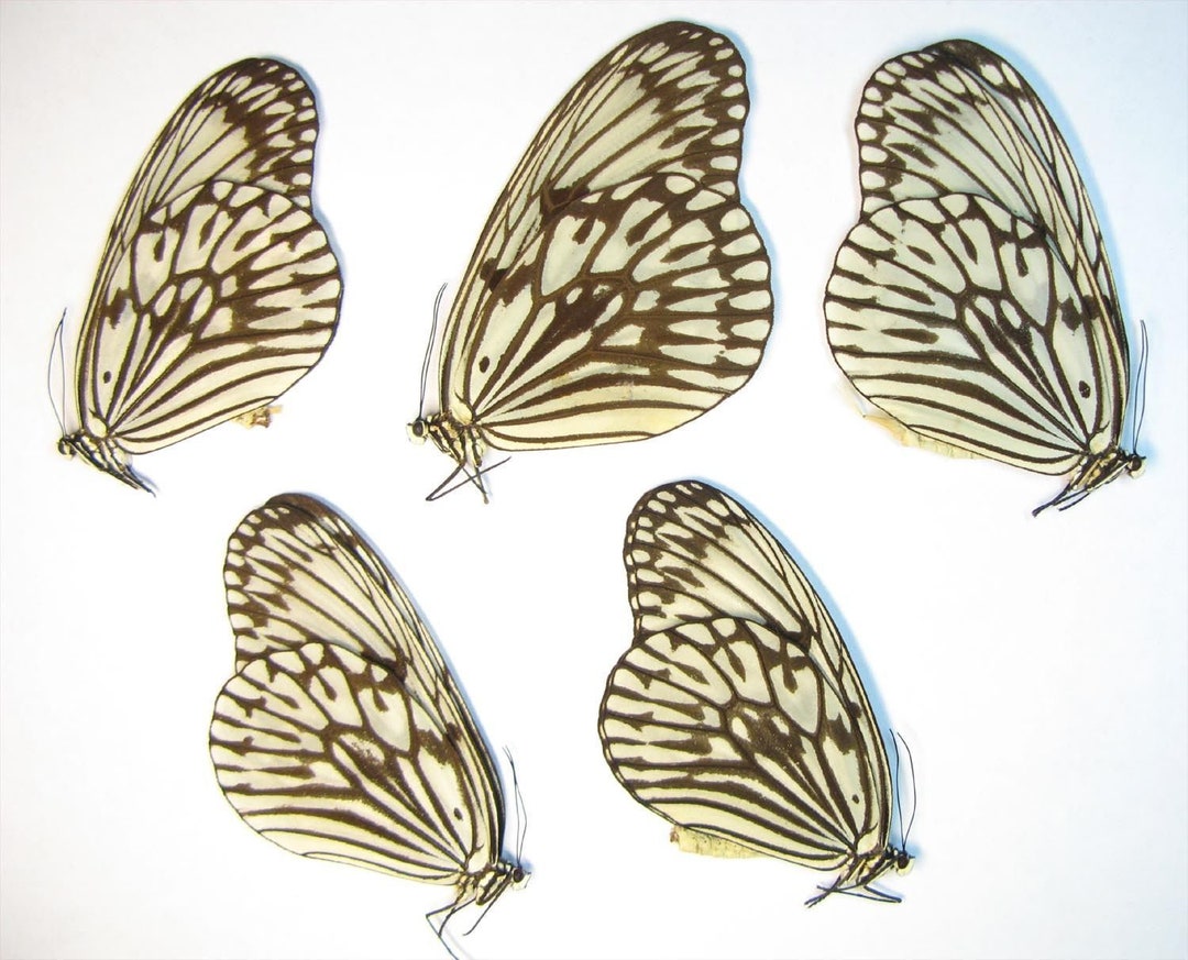 Real Black and White Spotted Rice Wing Butterflies Idea Idea Papered ...