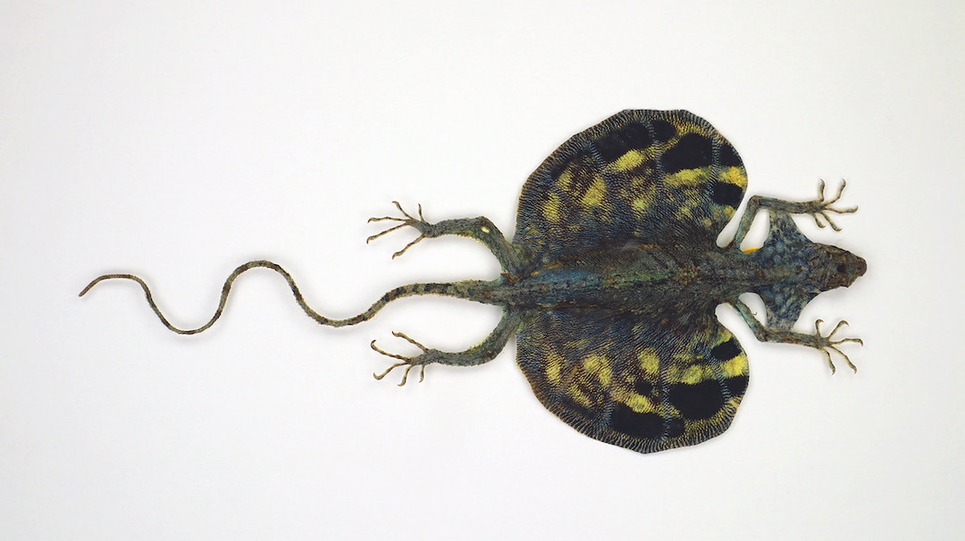 Real Dried Flying Lizard Dragon Draco Volans Horror Halloween Taxidermy ...