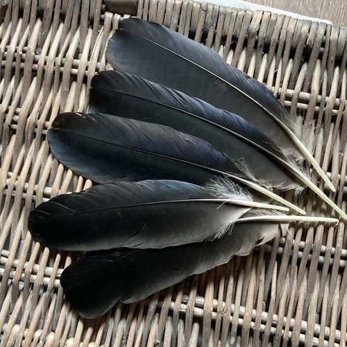 Small Crow Wing Feathers ethically Sourced - Etsy