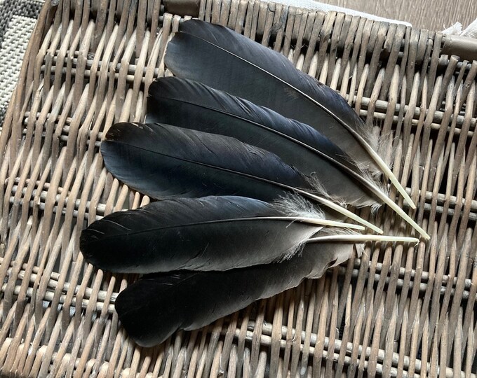 Black Crow Wing Feathers - Etsy