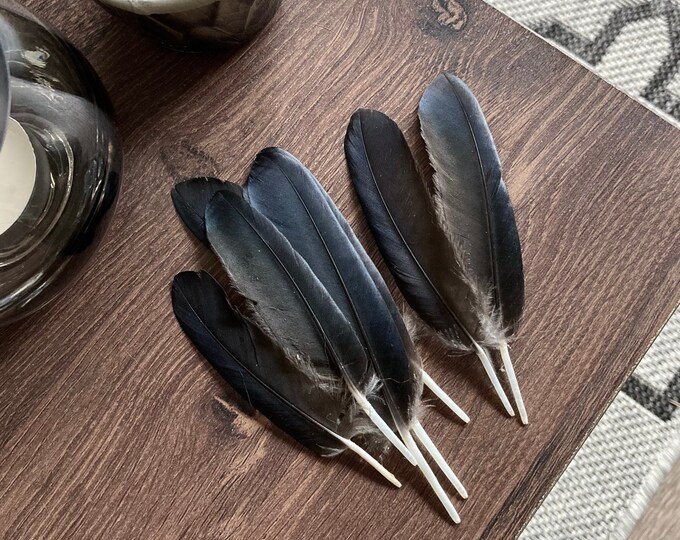 Small Crow Wing Feathers ethically Sourced - Etsy