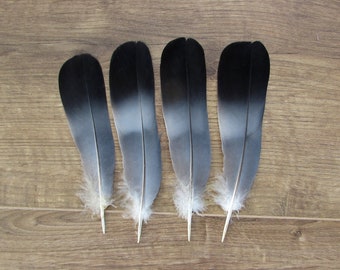 Crow feathers | Etsy