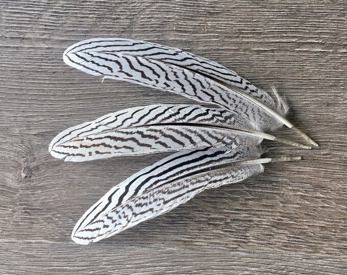 Silver Pheasant Feathers - Etsy