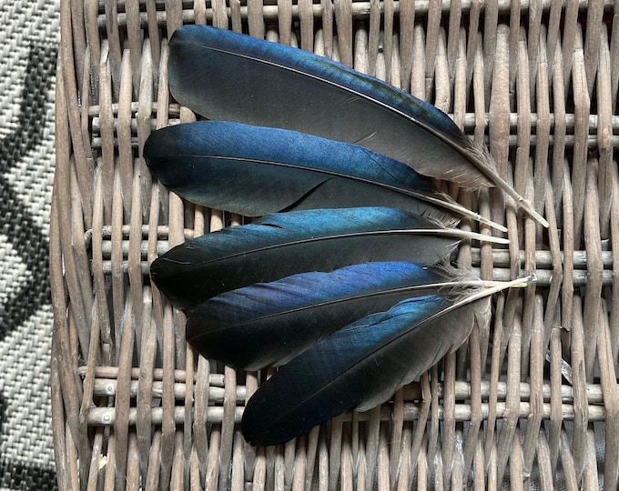 Blue Magpie Feathers ethically Sourced CHECK MY DESCRIPTION Before ...