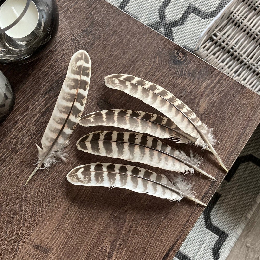 Hen Pheasant Wing Feathers (ethically Sourced) CHECK MY SIZE Before ...