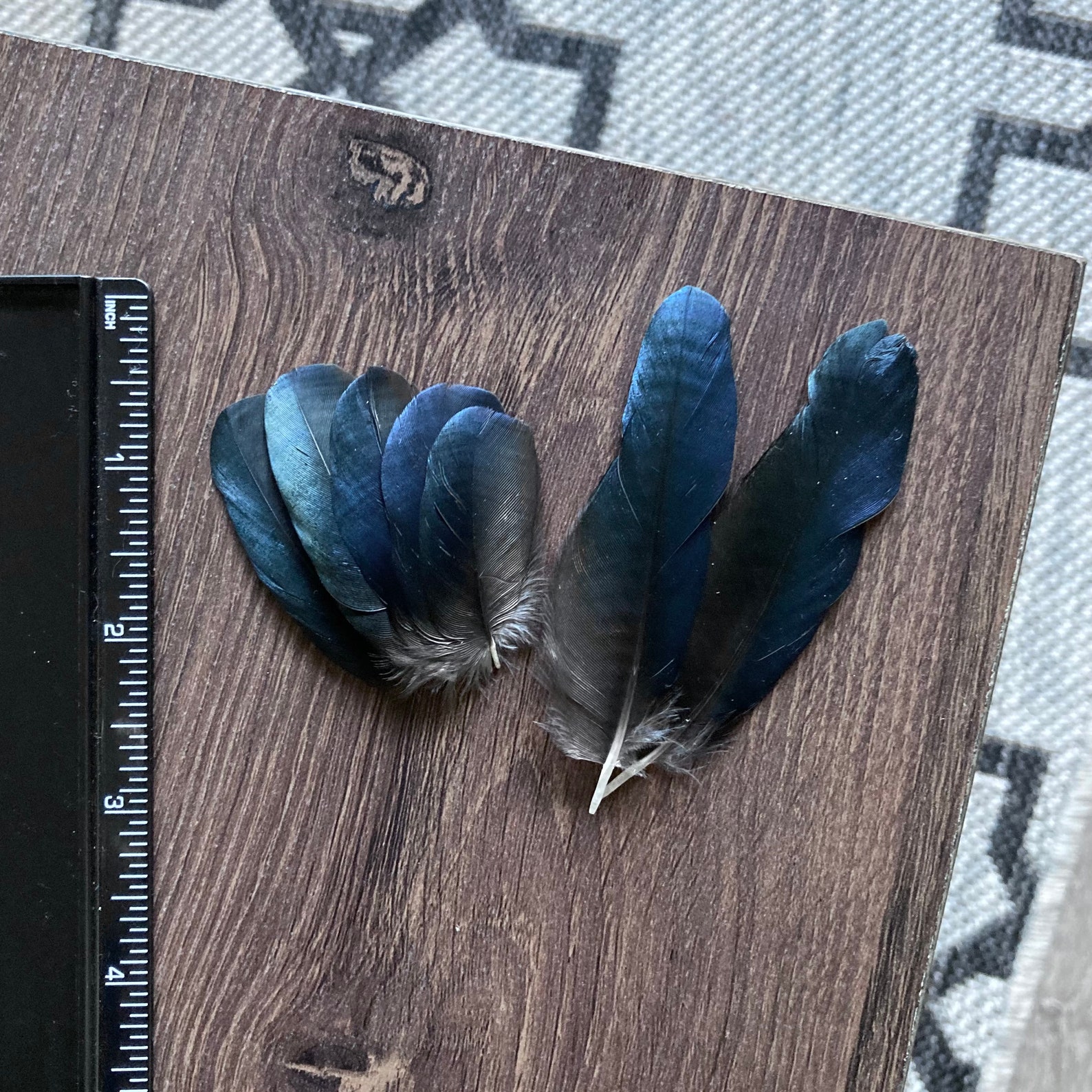 Small Blue Magpie Feathers ethically Sourced CHECK MY - Etsy