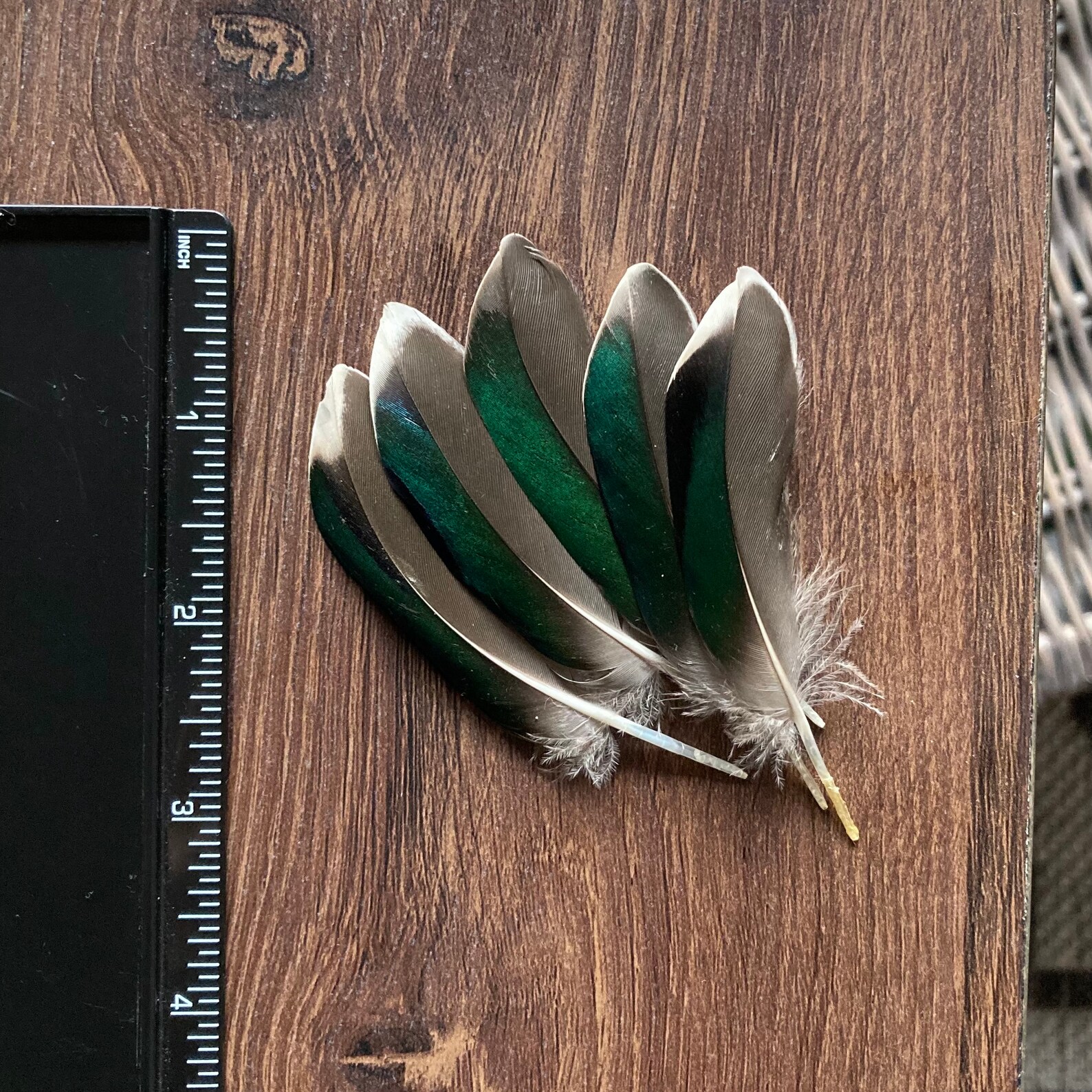 Teal Duck Feathers ethically Sourced CHECK MY SIZE Before | Etsy UK