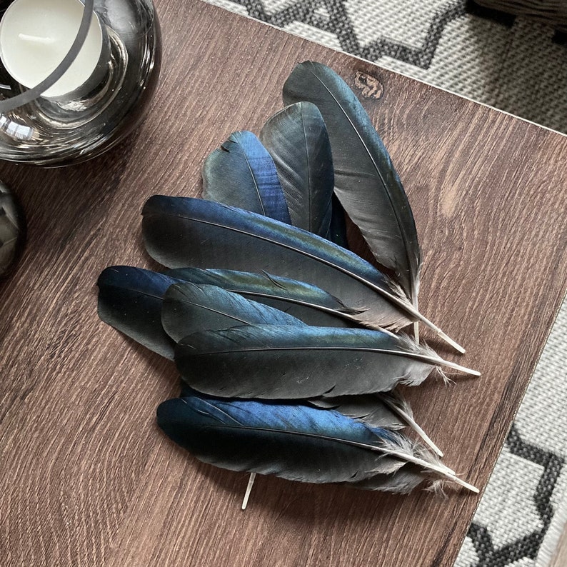 Blue Magpie Feathers ethically Sourced CHECK MY DESCRIPTION - Etsy