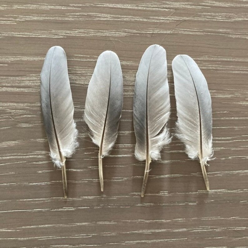 Pigeon Pin Flight Feathers naturally Shed CHECK MY SIZE - Etsy