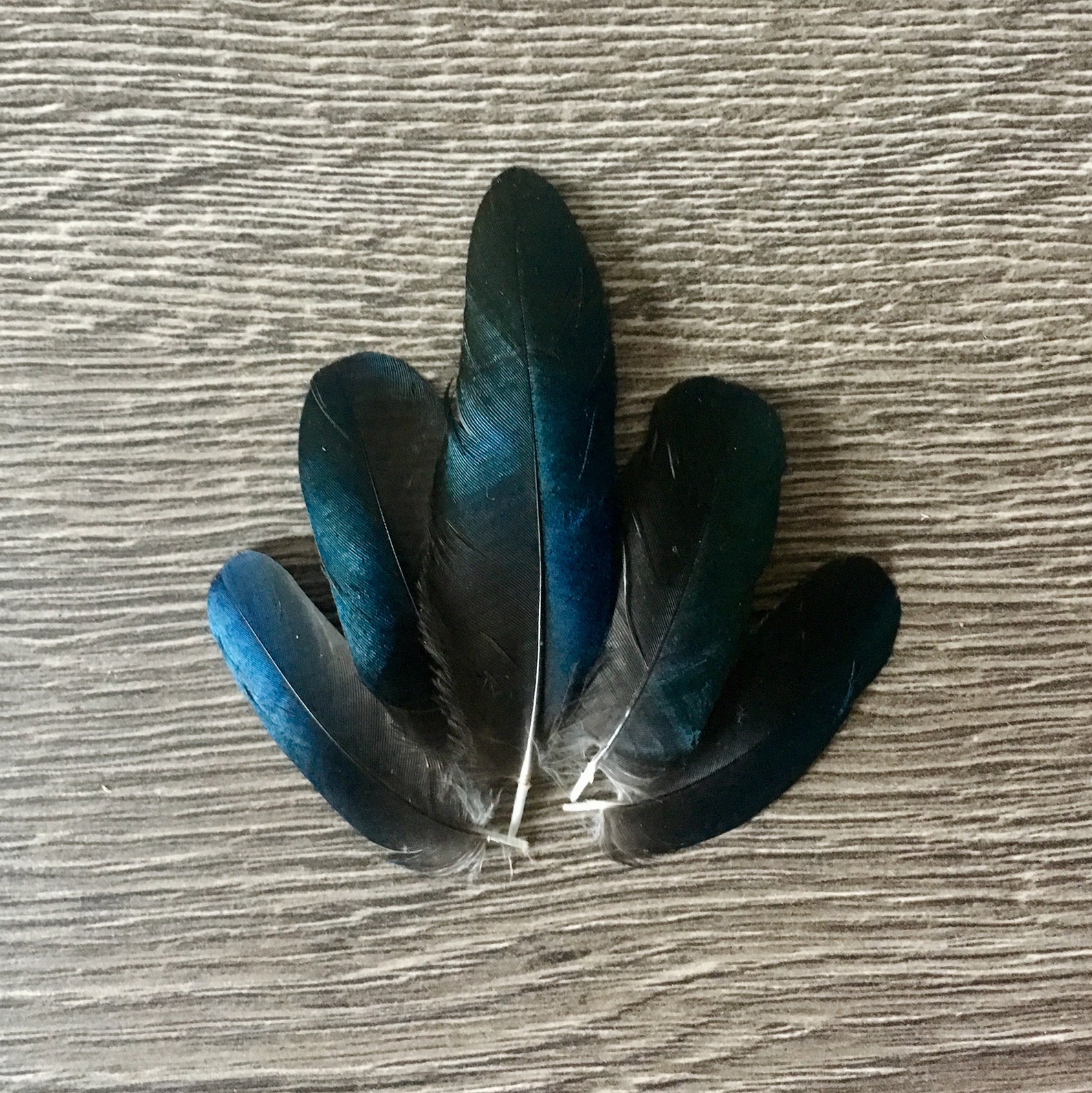 Small Blue Magpie Feathers Ethically Sourced | Etsy