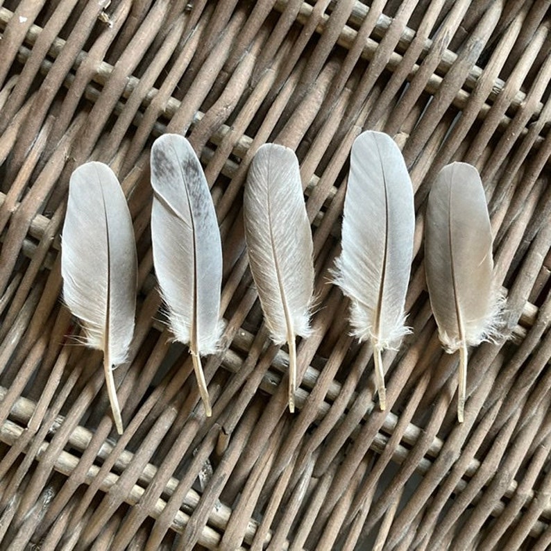 Pigeon Pin Flight Feathers naturally Shed CHECK MY SIZE - Etsy