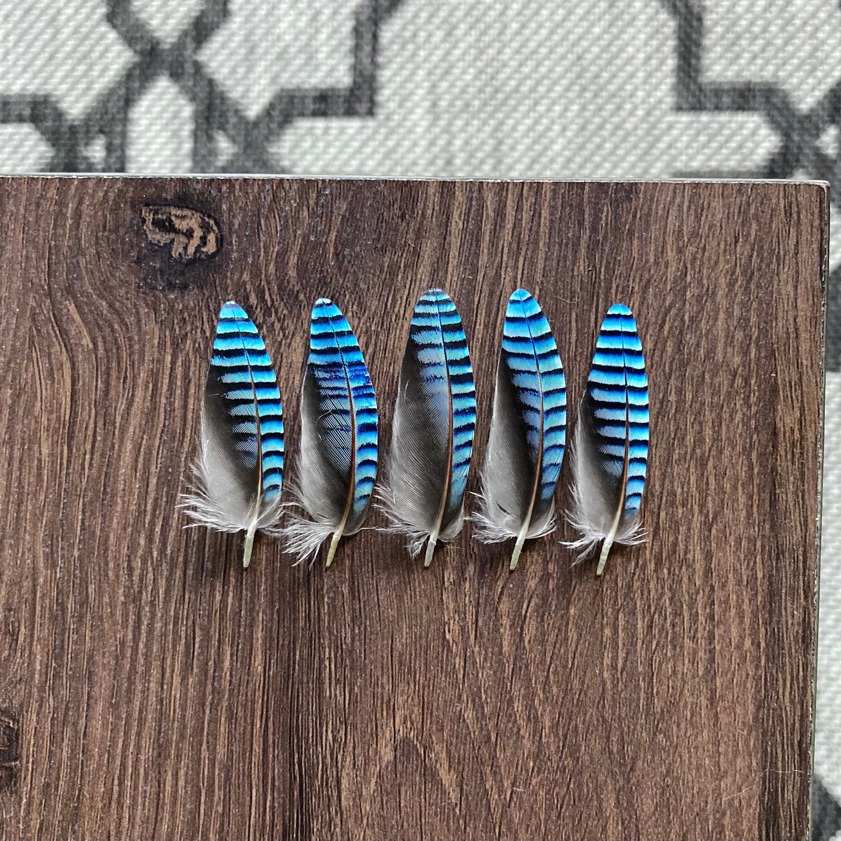 Double Blue Jay Feathers ethically Sourced CHECK MY SIZE - Etsy UK