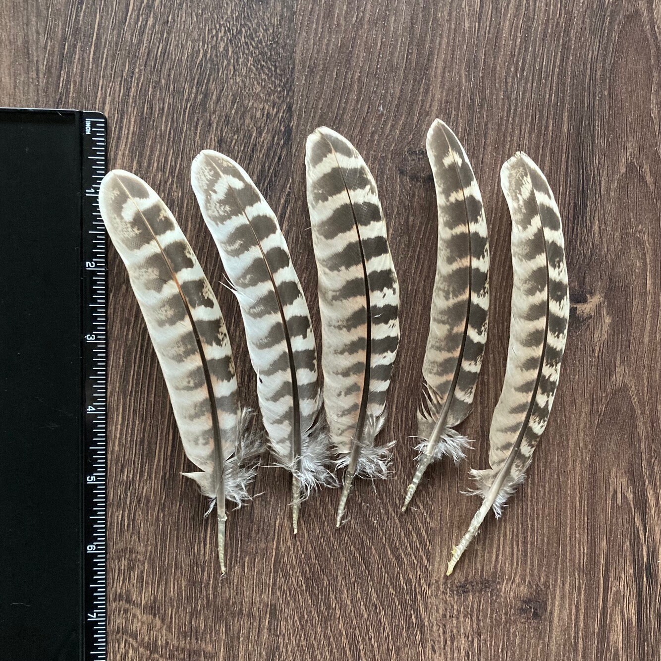 Hen Pheasant Wing Feathers ethically Sourced CHECK MY SIZE - Etsy UK