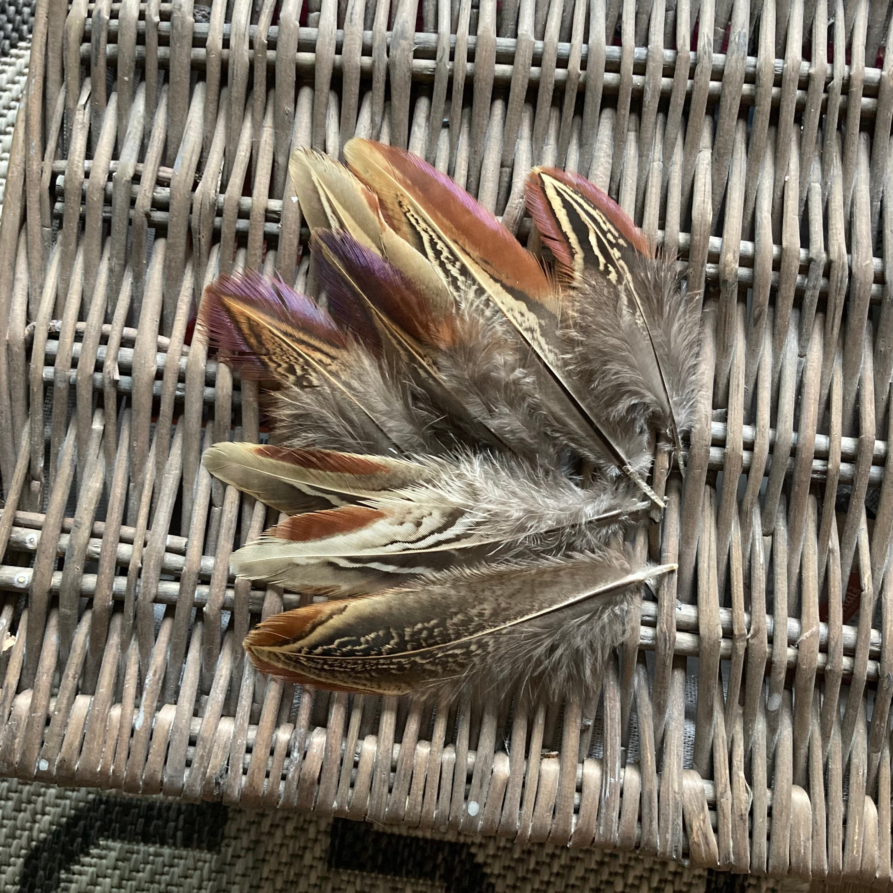 Small Pheasant Wing Feathers ethically Sourced CHECK MY SIZE - Etsy UK