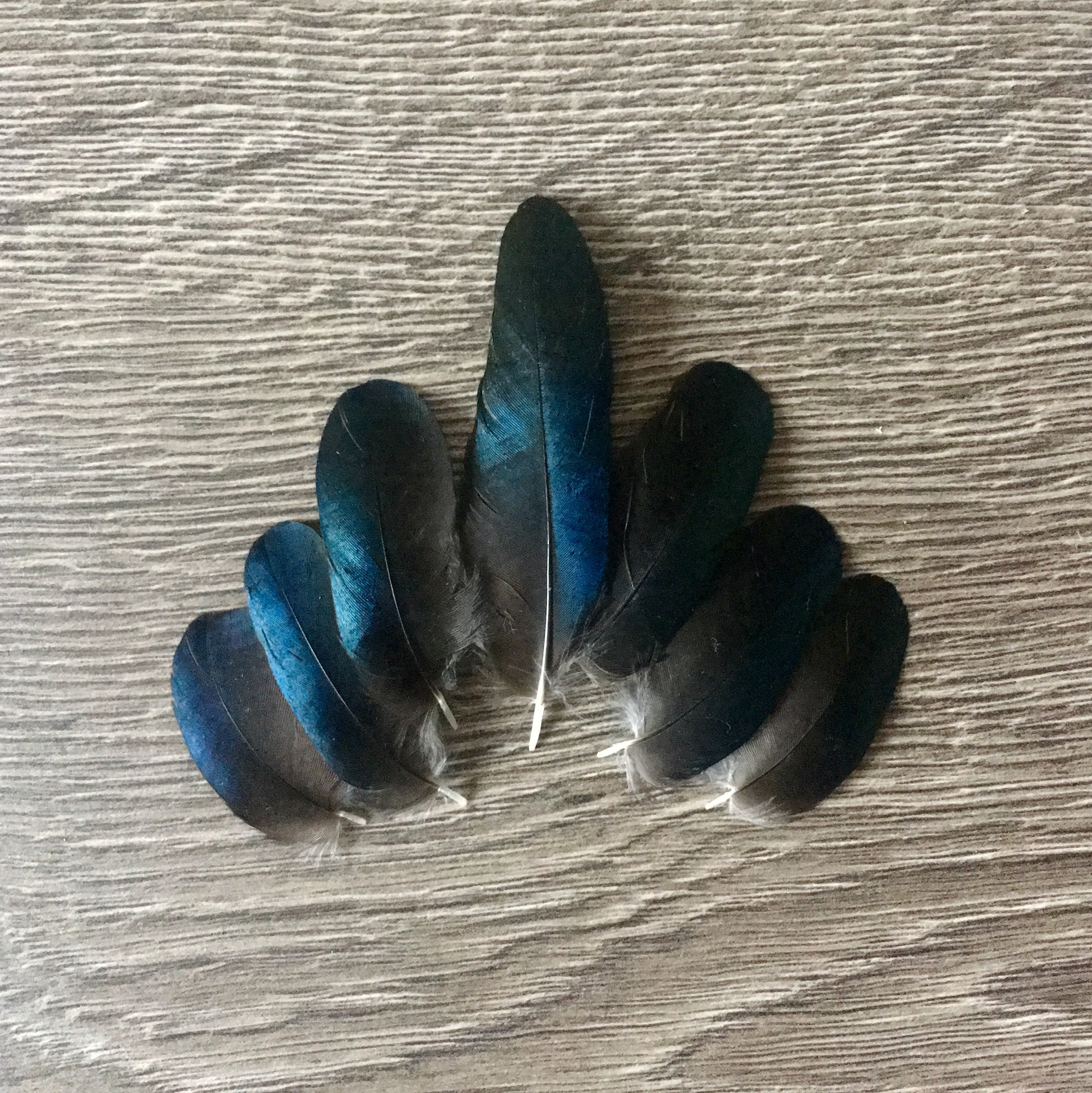 Small Blue Magpie Feathers ethically Sourced CHECK MY - Etsy
