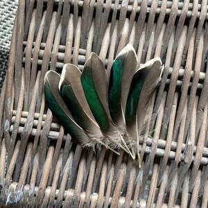 Teal Duck Feathers ethically Sourced CHECK MY SIZE Before - Etsy UK