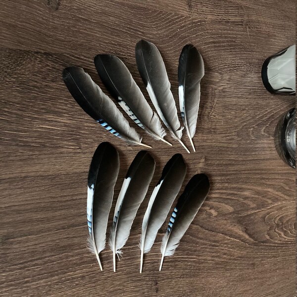 Blue Jay Wings - Etsy