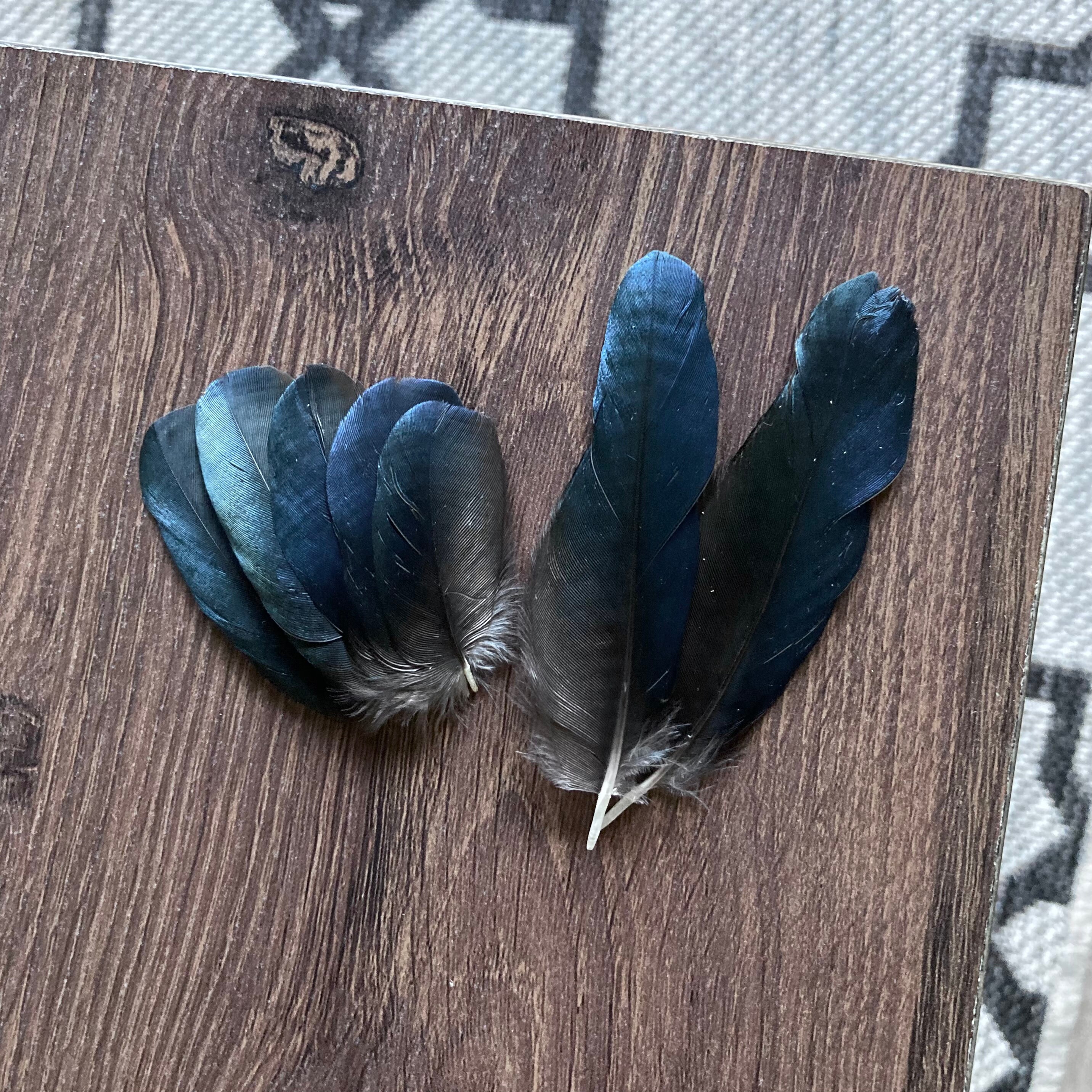 Small Blue Magpie Feathers ethically Sourced CHECK MY - Etsy