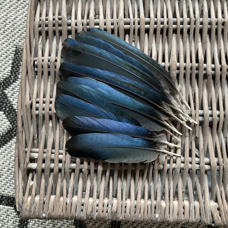 Blue Magpie Feathers ethically Sourced CHECK MY DESCRIPTION - Etsy