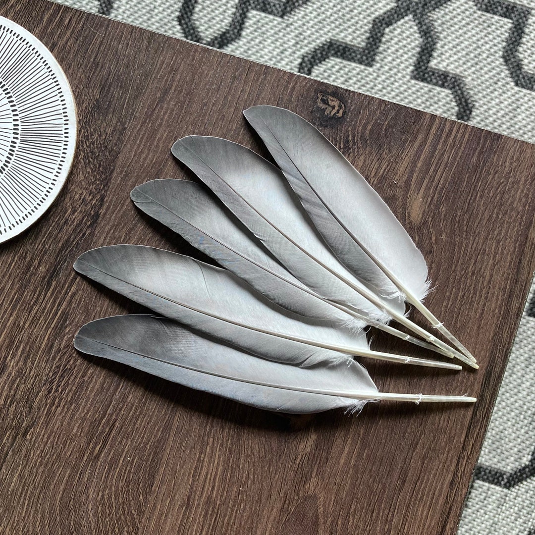 Long Homing Pigeon Feathers (naturally Shed) - Etsy