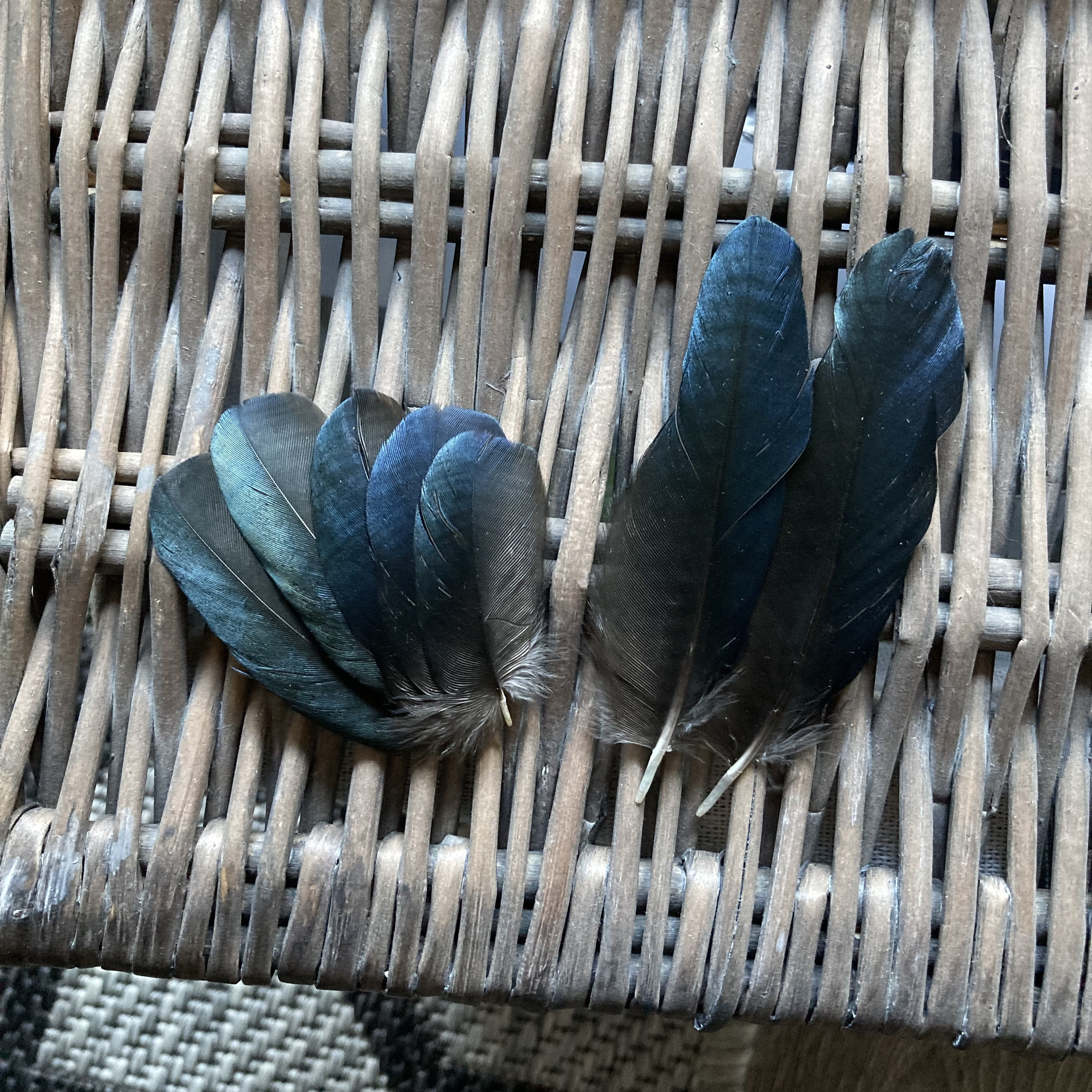 Small Blue Magpie Feathers ethically Sourced CHECK MY - Etsy