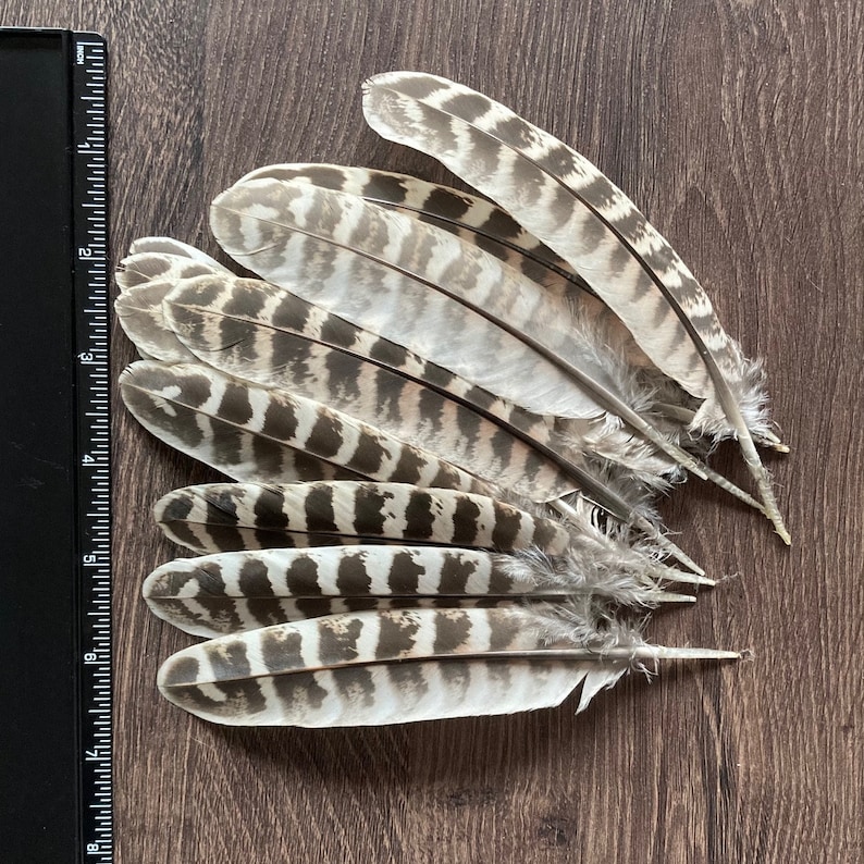 Hen Pheasant Wing Feathers ethically Sourced CHECK MY SIZE - Etsy UK