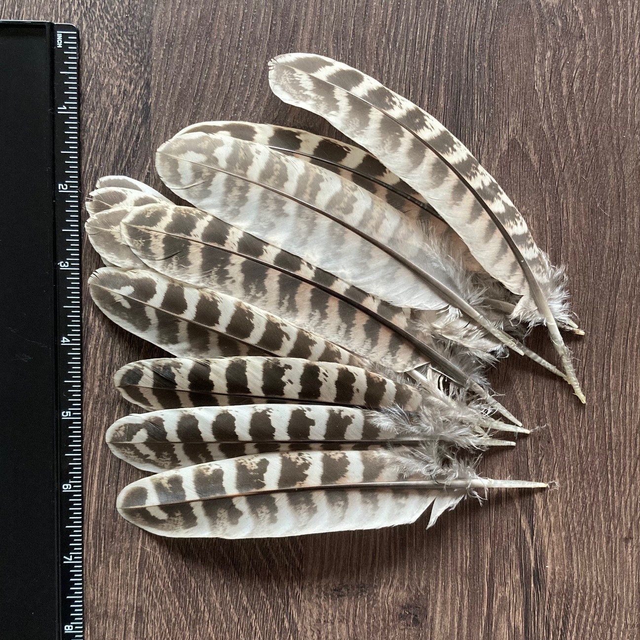 Hen Pheasant Wing Feathers ethically Sourced CHECK MY SIZE - Etsy UK