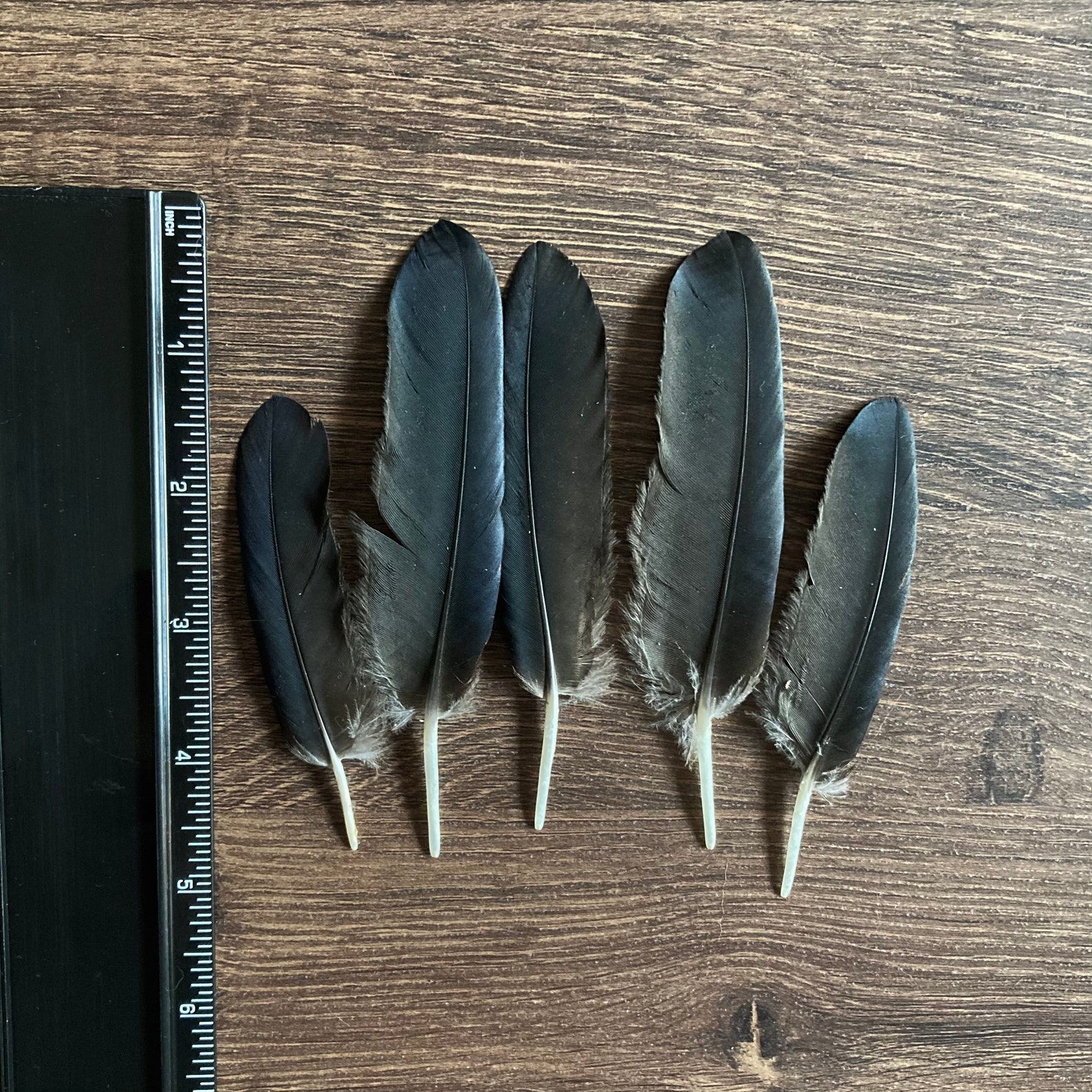 Small Crow Wing Feathers ethically Sourced - Etsy