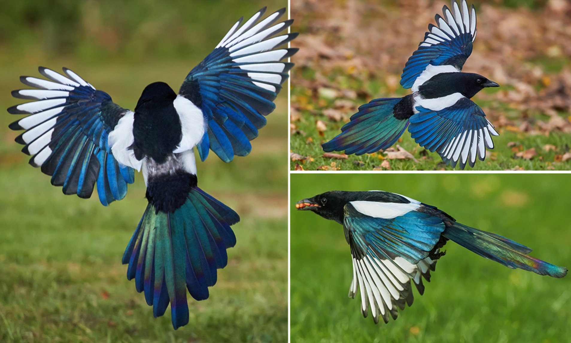 Black & White Magpie Feathers ethically Sourced - Etsy